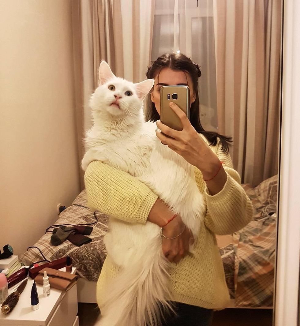 Cuddly Big Kitty Grows Up Hugging His Human Every Chance He Gets - Love ...