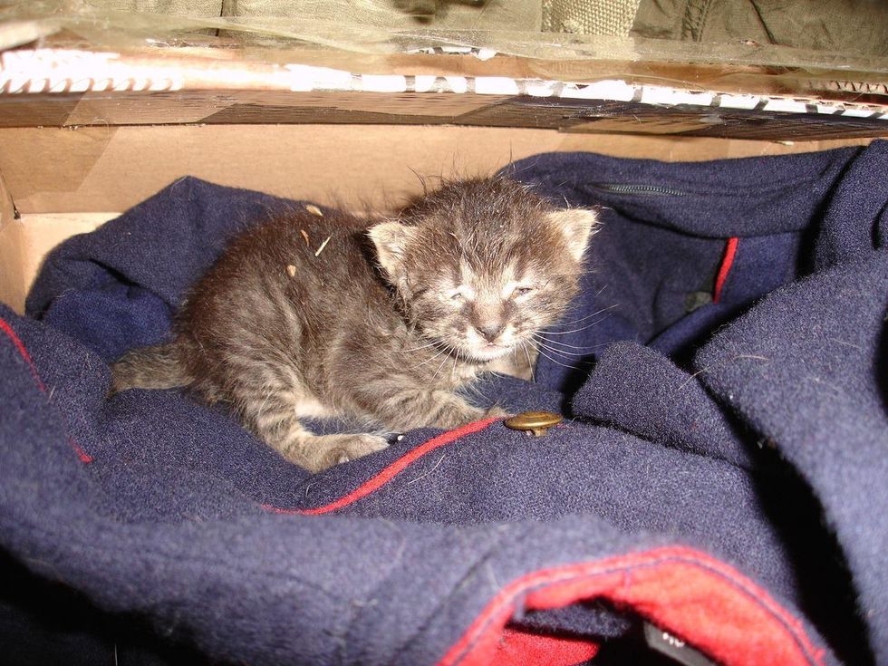 Woman Saves Half Frozen Kitten and Brings Her Back to Life, What a ...