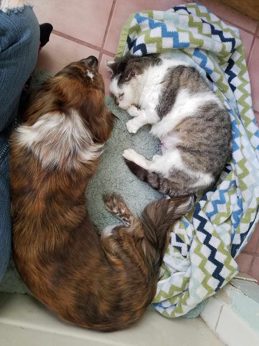 Cat Found Outside Bagel Shop Clings to Her Rescuer After She Saved Her ...