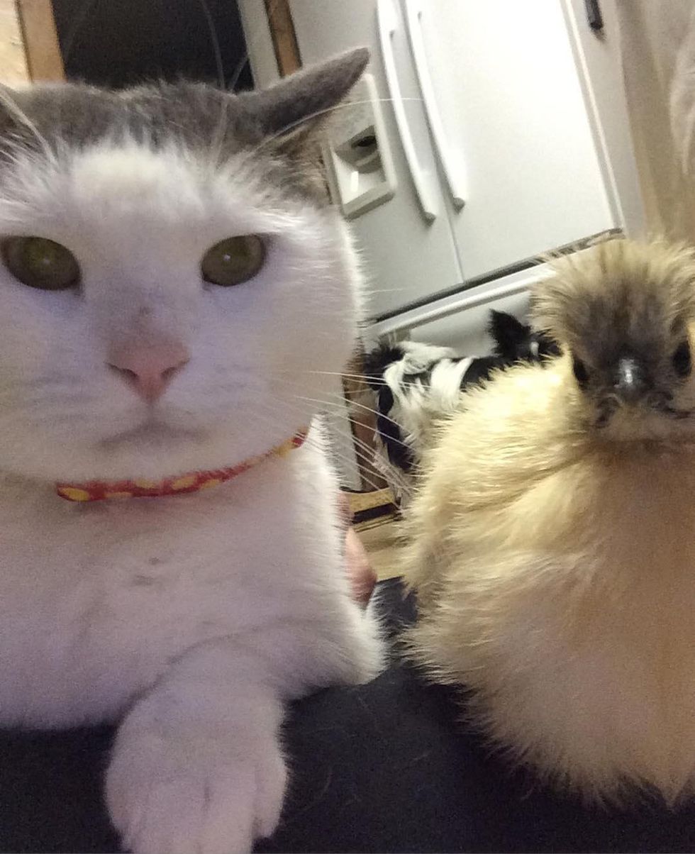 This Cat Has No Idea Why Chickens Are So Obsessed With Him... (More ...