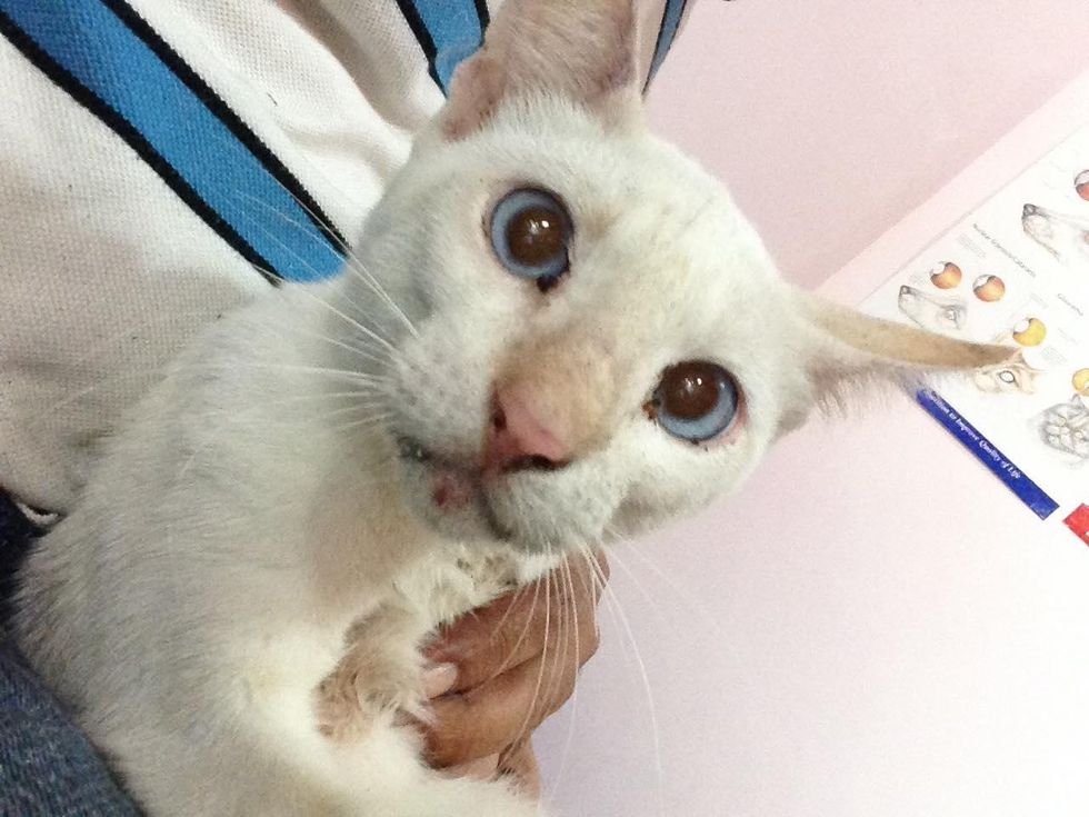 Man Saves Stray Cat Cowering In the Middle of Busy Highway... - Love Meow