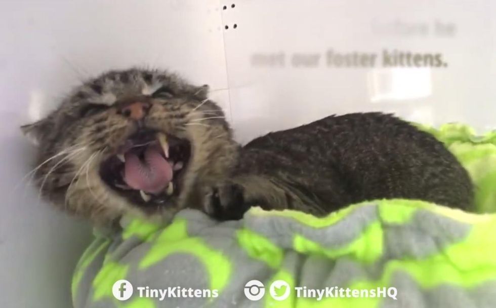 Fierce Feral Cat Meets Foster Kittens and Something Remarkable Happens ...