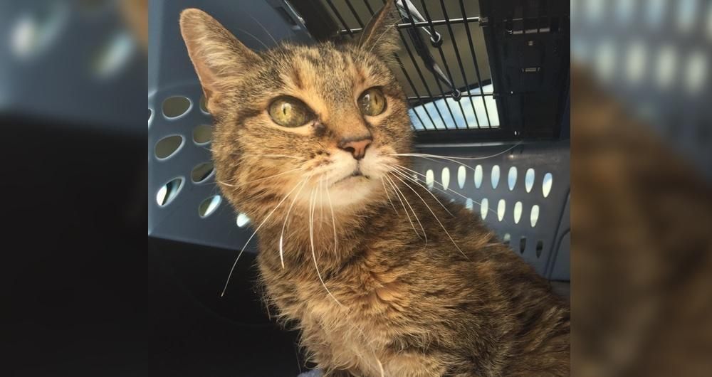 Woman Busted 20 Year Old Cat Out of Shelter After a Month in Cage ...