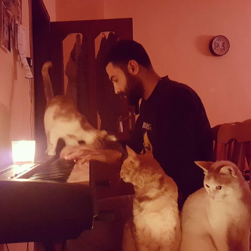 Pianist Saves Injured Cats from Streets and They Become His Most Loyal ...