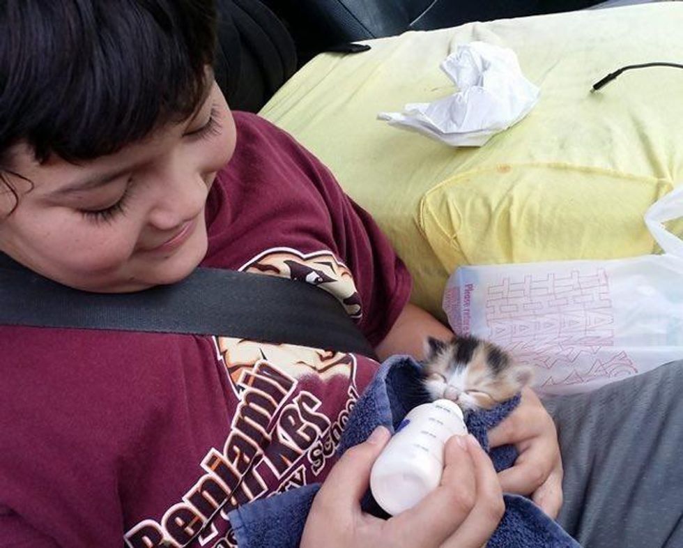 Man Refuses to Give Up Looking for Crying Kitten, After Days of ...