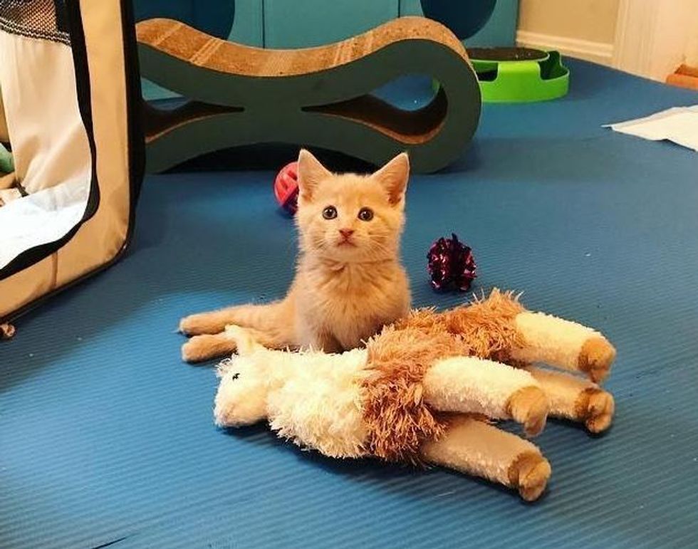 Paralyzed Kitten Surprises Everyone When She Regains Mobility After ...