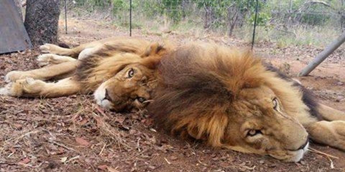 Poachers Break Into Sanctuary Brutally Take the Lives of Two Rescued Lions.. - Love Meow