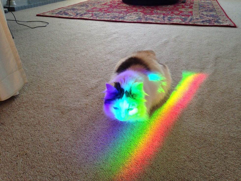 These 10+ Cats Catch Rainbows Through Sunbeams... - Love Meow