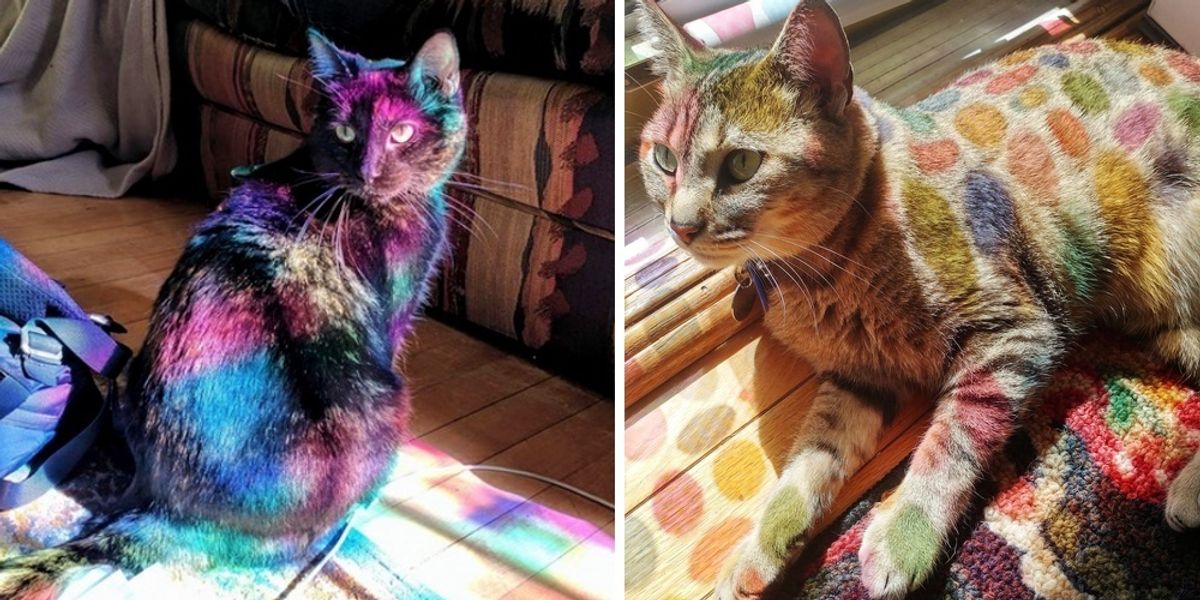 These 10+ Cats Catch Rainbows Through Sunbeams... - Love Meow