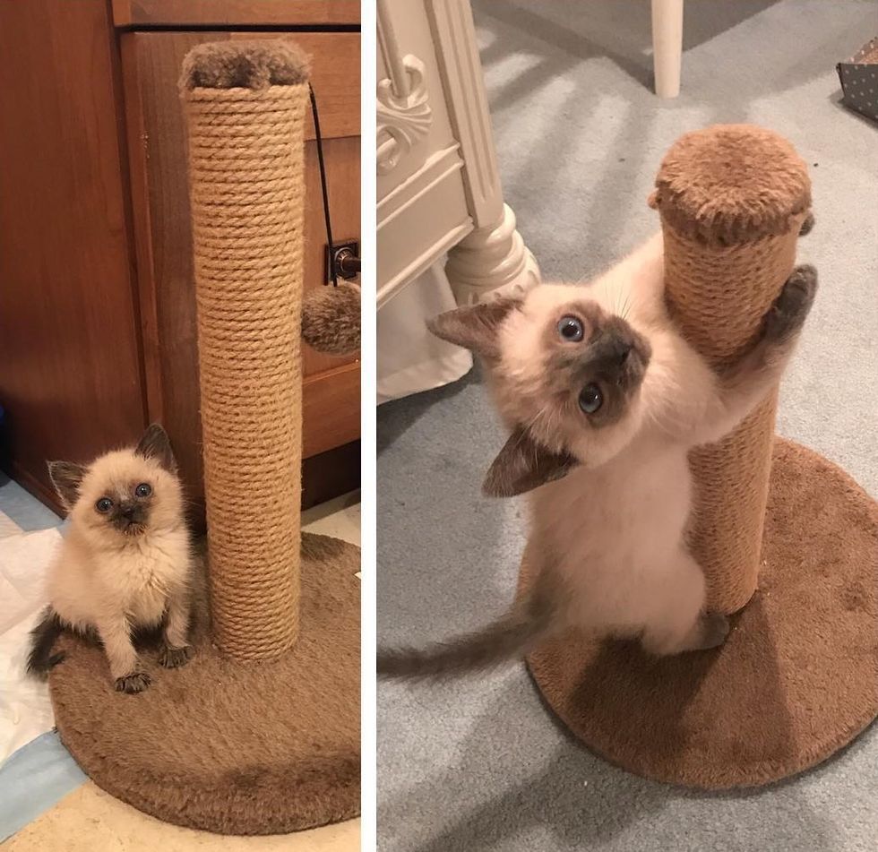 Stray Kitten Rescued Off Streets, Feels Love for the First Time, The ...