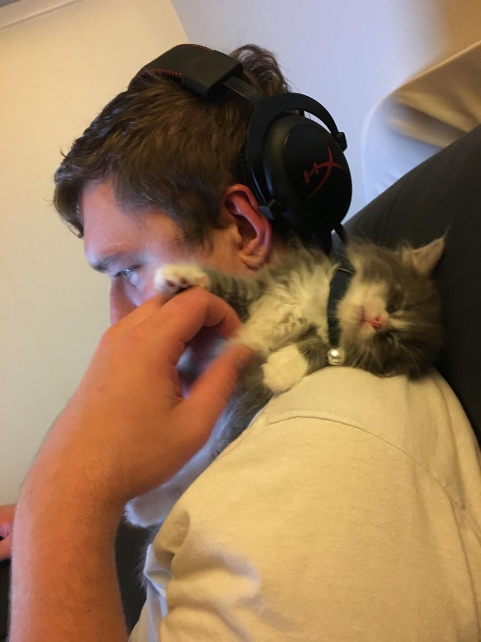 Kitten Cuddles Man Who Never Had a Cat and Makes Him His Forever Human ...