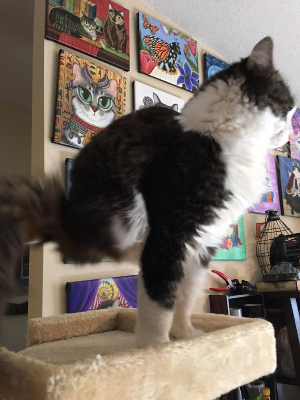 Cat, Who was Born with Two Legs, Uses His Fluffy Tail to Walk and It's ...