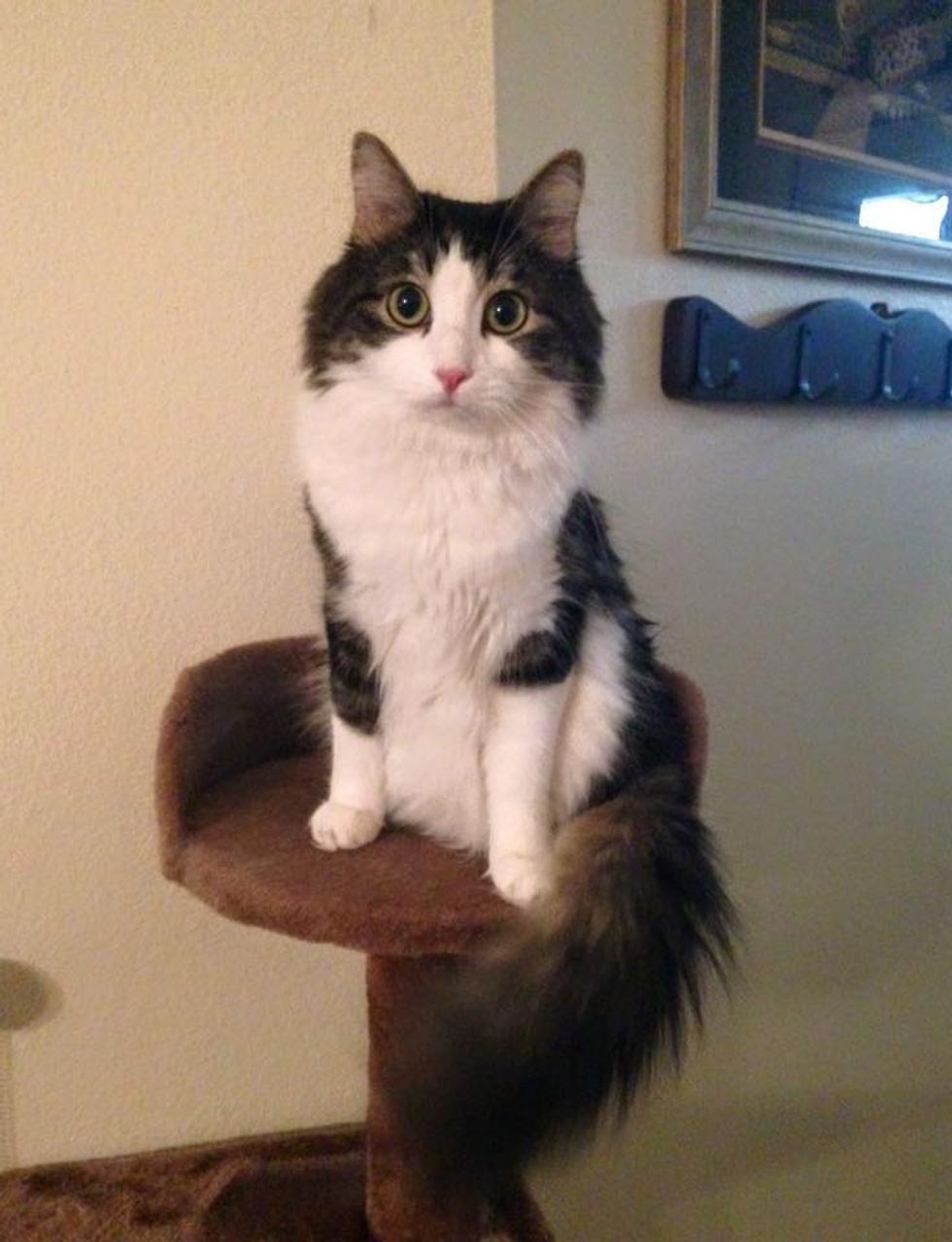 Cat, Who was Born with Two Legs, Uses His Fluffy Tail to Walk and It's ...