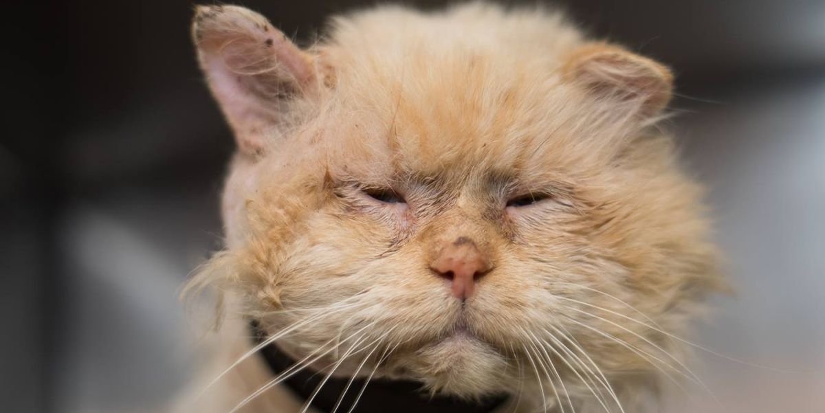 They Save Sad Shelter Cat and Turn His Frown Upside Down with Love ...
