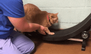 This 35 lb Big Rescue Kitty is Looking for Home to Help Him Slim Down ...