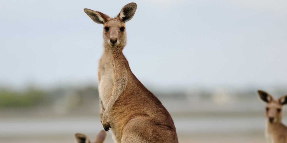 Volvo self-driving cars confused by kangaroos in Australia - Gearbrain