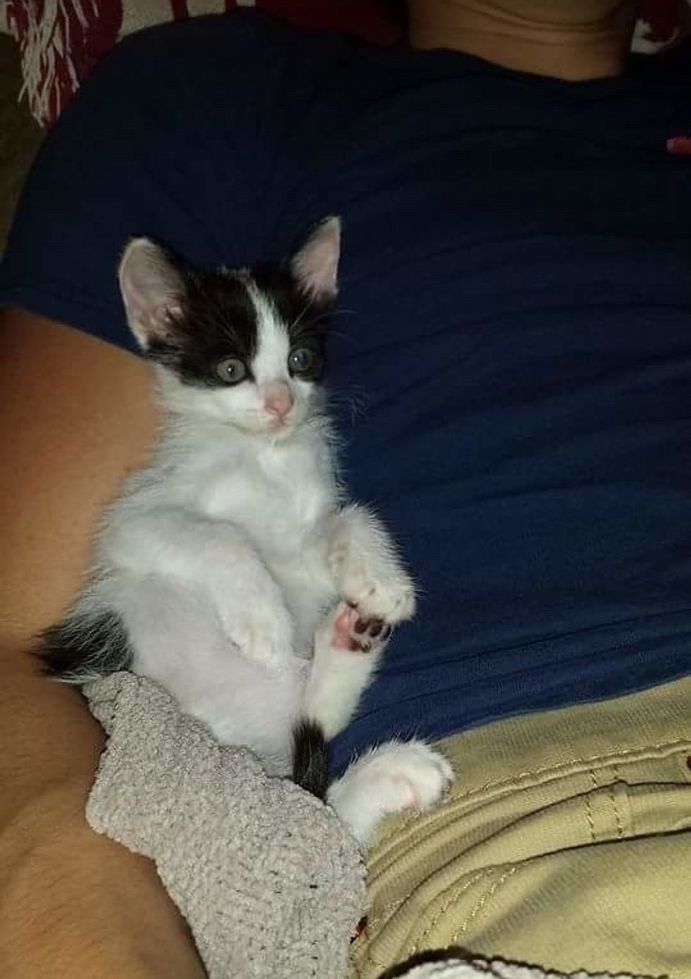 Cat Brings Home Tiny Homeless Friend and Decides She Is There to Stay ...