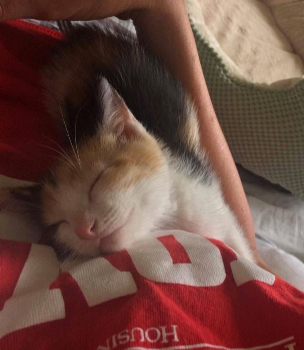 Mama Cat Surprises Rescuers What a Rare Calico Her Baby is.. - Love Meow