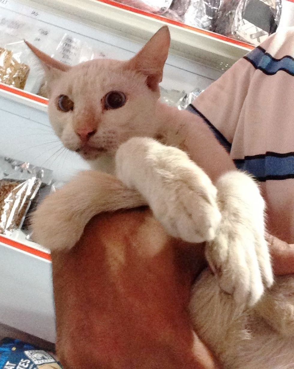 Man Saves Stray Cat Cowering In the Middle of Busy Highway... - Love Meow