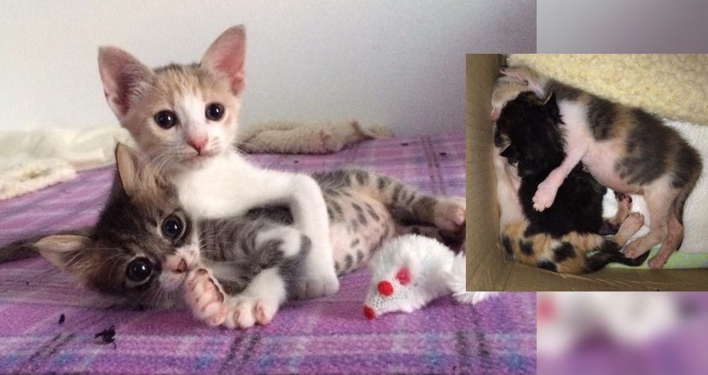 Sister Kittens Wrapped Around Their Little Brother and Save His Life ...