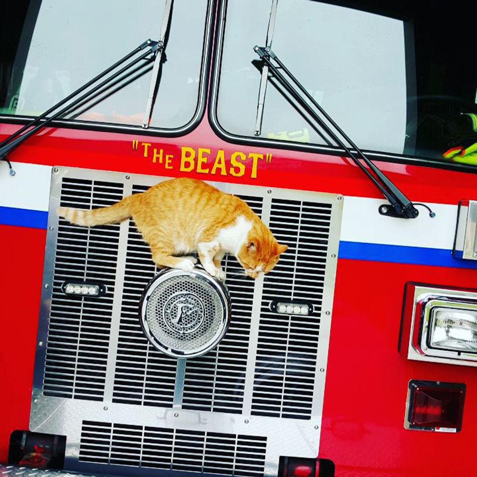 Stray Cat Saunters Into Firehouse and Decides the Crew Will Be His ...