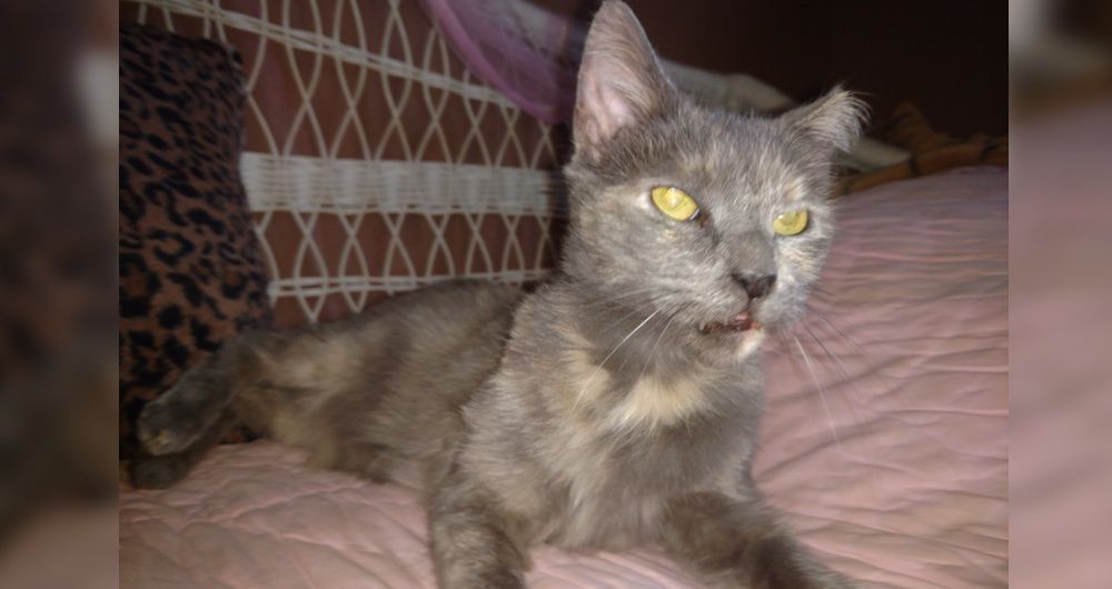 Shelter Staff Cry When 15-year-old Cat Finds Home After Waiting for ...