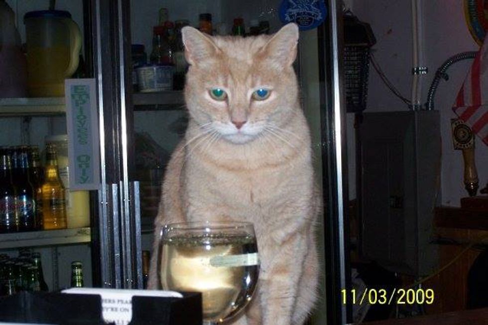 Mayor Cat Served Small Town for 20 Years Has Passed, Yet Left ...