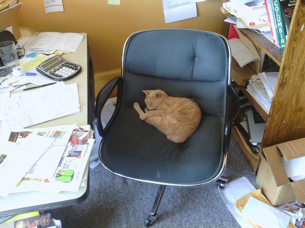 Mayor Cat Served Small Town for 20 Years Has Passed, Yet Left ...