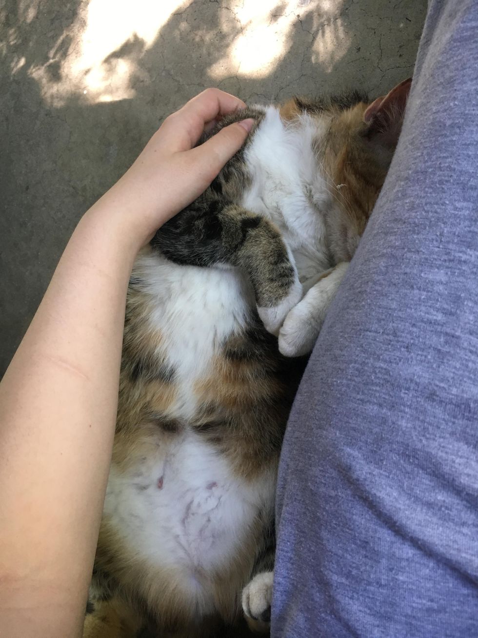 Stray Cat Clings to Woman Who Gave Her Food, and Won't Let Go... - Love ...