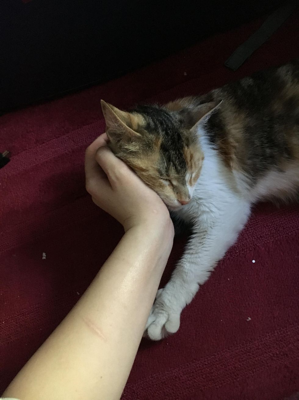 Stray Cat Clings to Woman Who Gave Her Food, and Won't Let Go... - Love ...