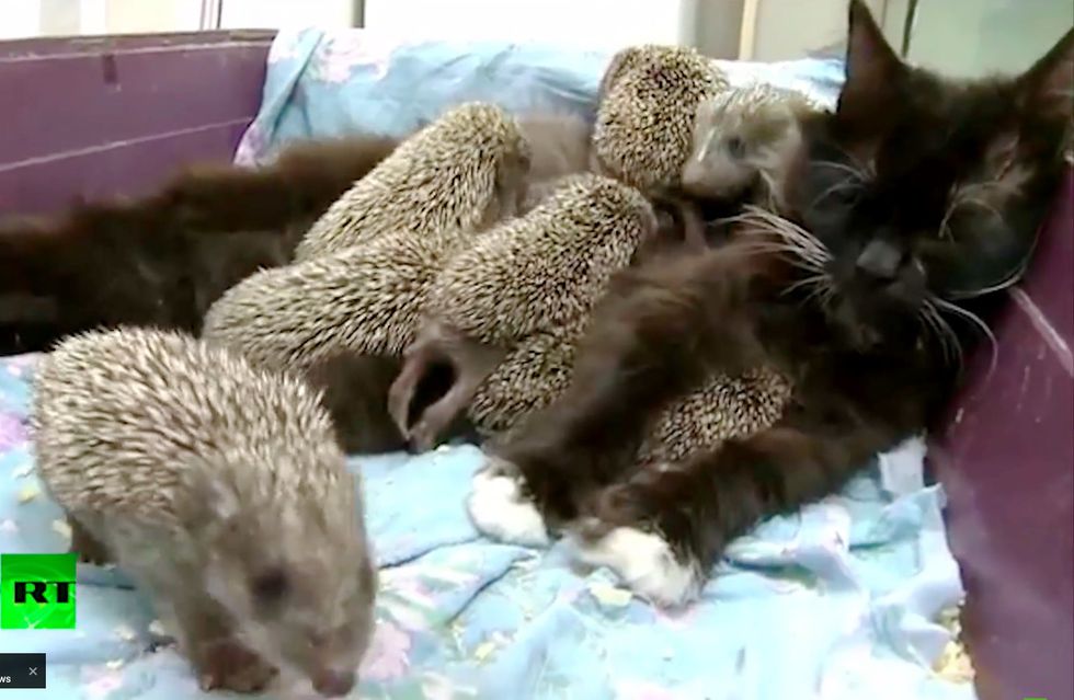 Cat Becomes New Mama to 8 Unlikely Orphaned Babies... - Love Meow