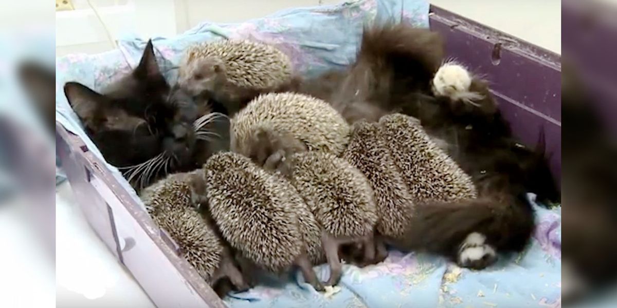 Cat Becomes New Mama to 8 Unlikely Orphaned Babies... - Love Meow