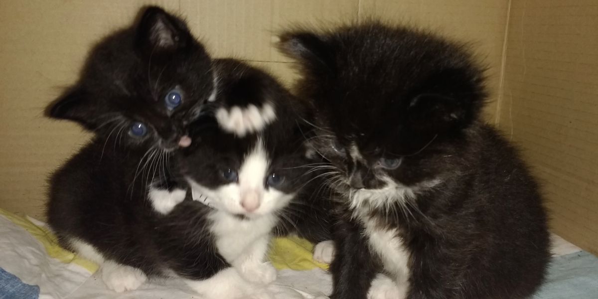 Bus Driver Surprised to Find Three Kittens Onboard and Gets Them Help ...