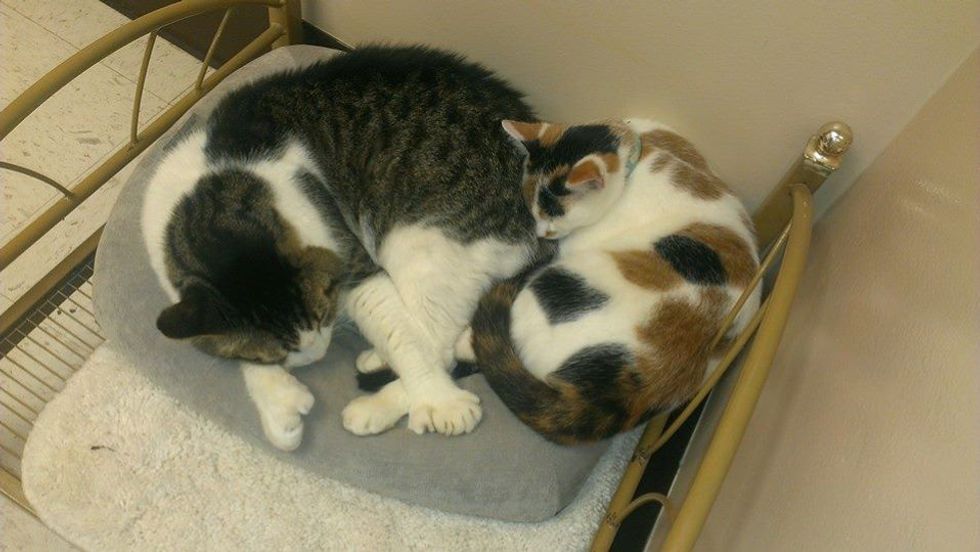 Woman Saves Cat Missing Part of His Face and Helps Him Get His Smile ...