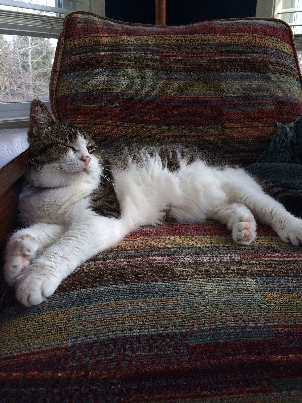 Woman Saves Cat Missing Part of His Face and Helps Him Get His Smile ...