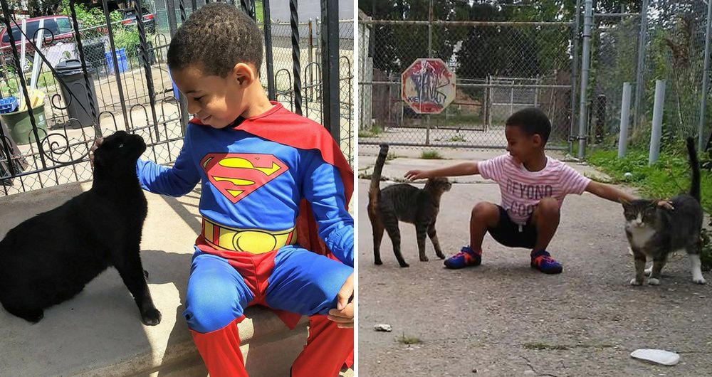 5 Year Old Boy Helps Save Street Cats and Becomes Their Superhero ...