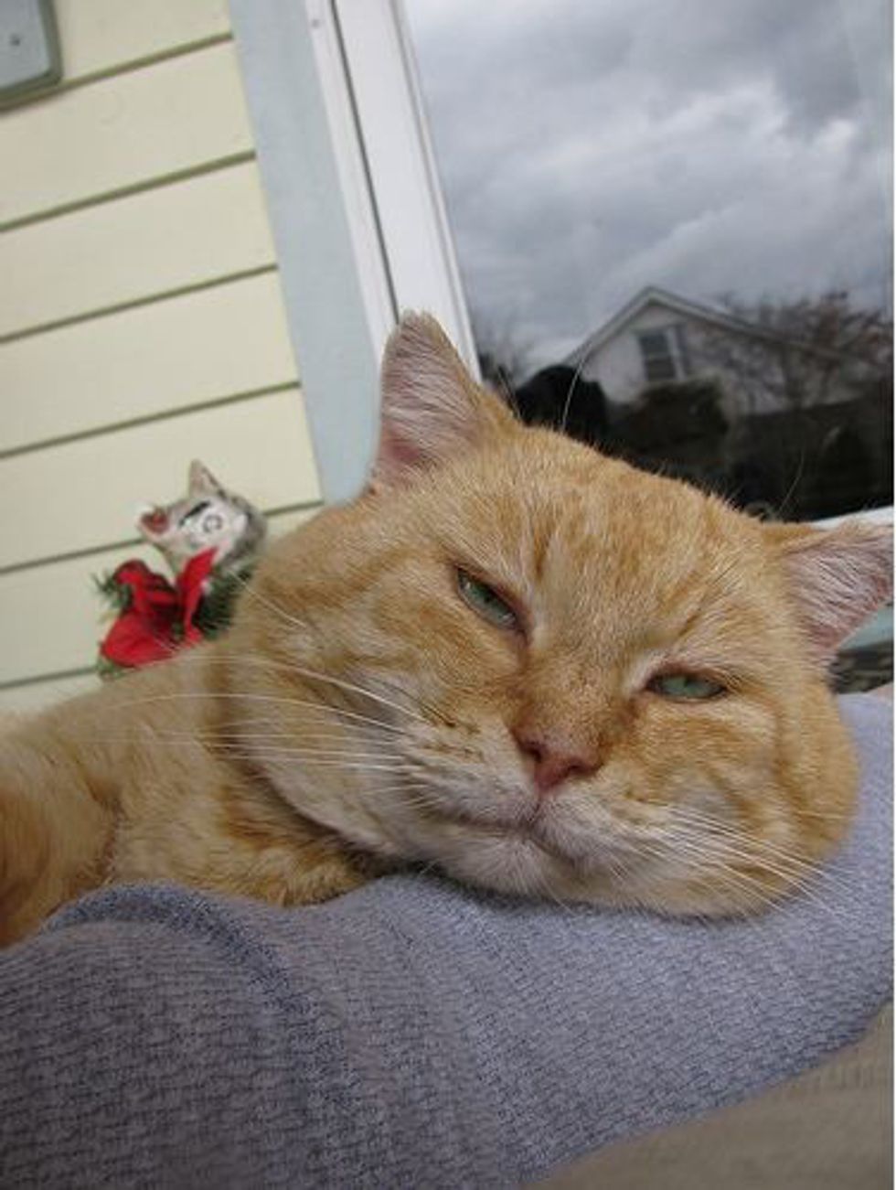 From Fear to Trust – Story of Meatie, the Feral Cat - Love Meow