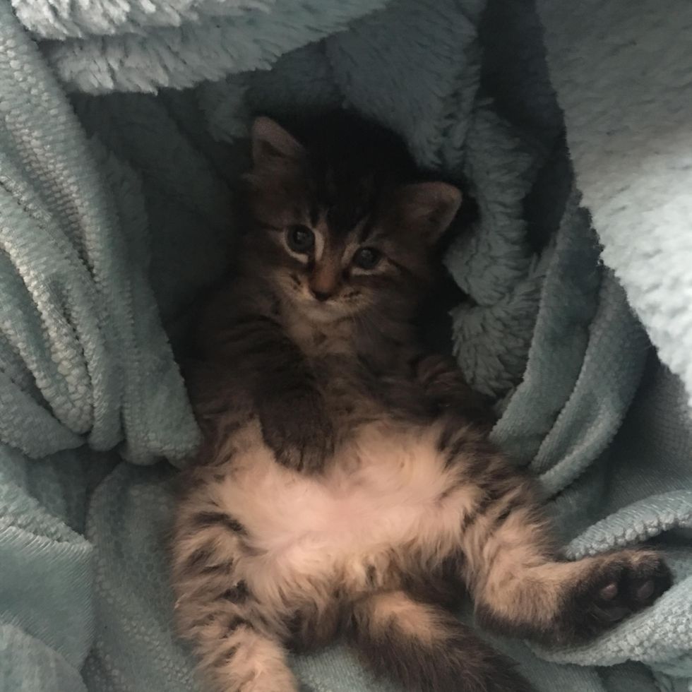 Kitten Found in Woods Clings to Her Rescuers, Asking Them to Be Her ...