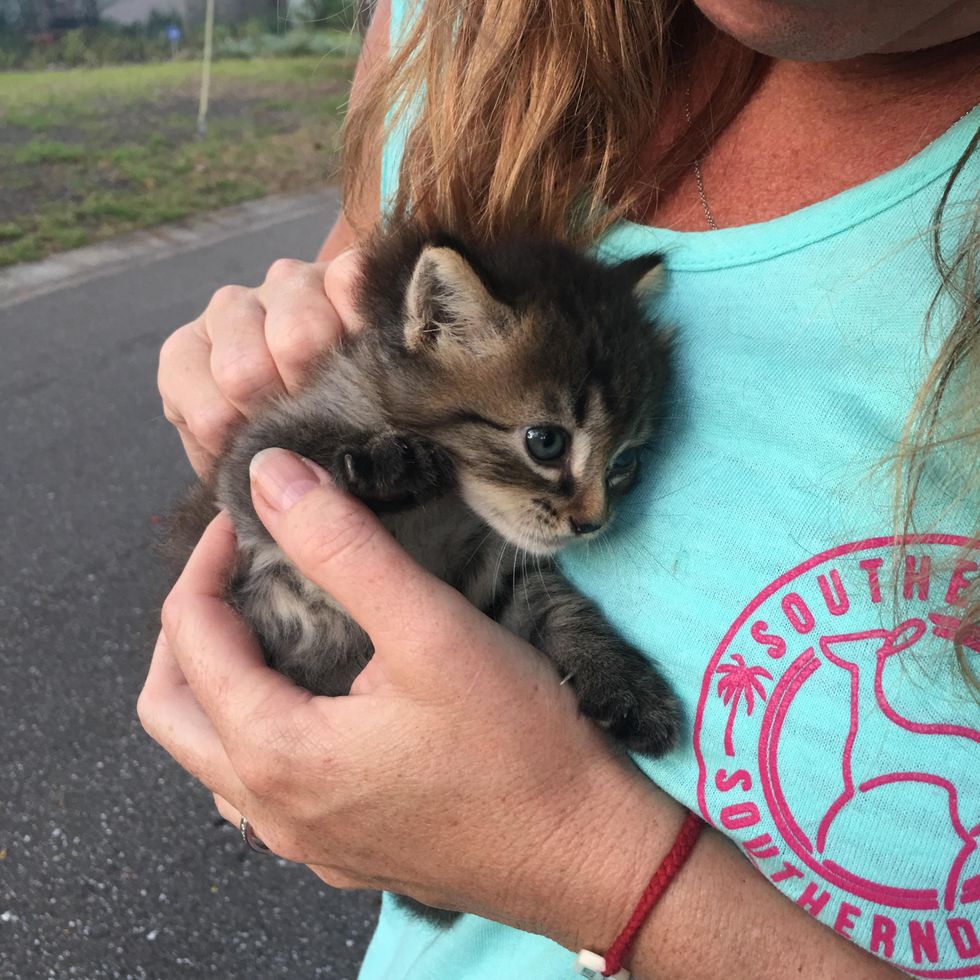 Kitten Found in Woods Clings to Her Rescuers, Asking Them to Be Her ...