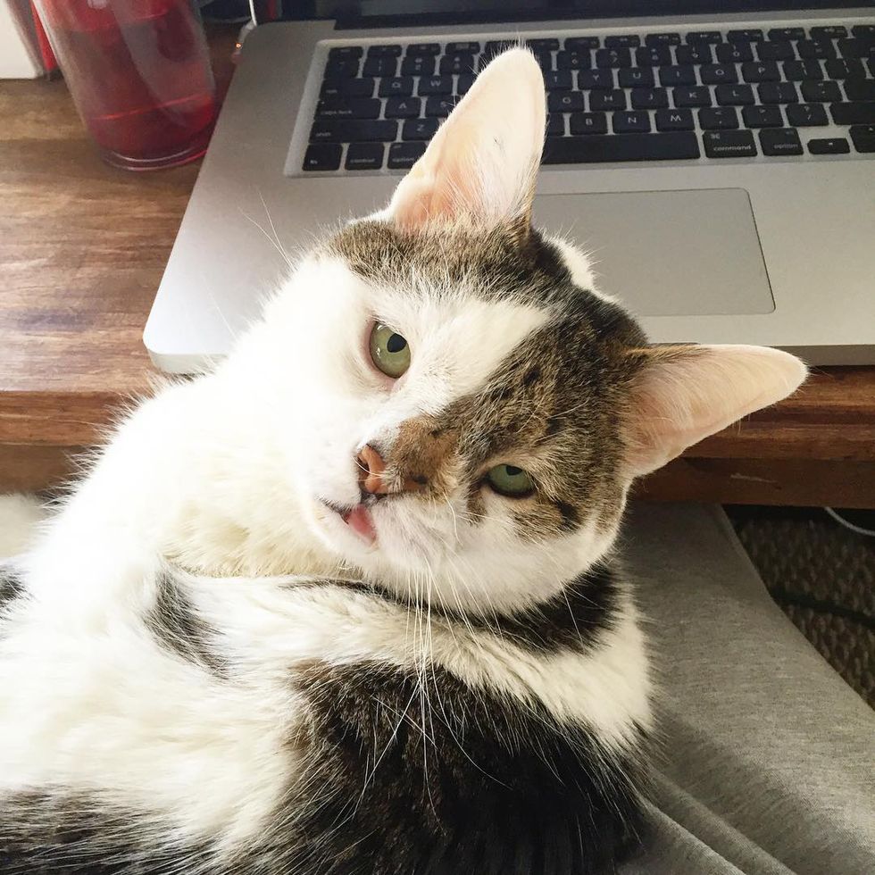 Man Chosen by His Roommate’s Special Cat Realizes They Couldn’t Do Without Each Other… - Love Meow