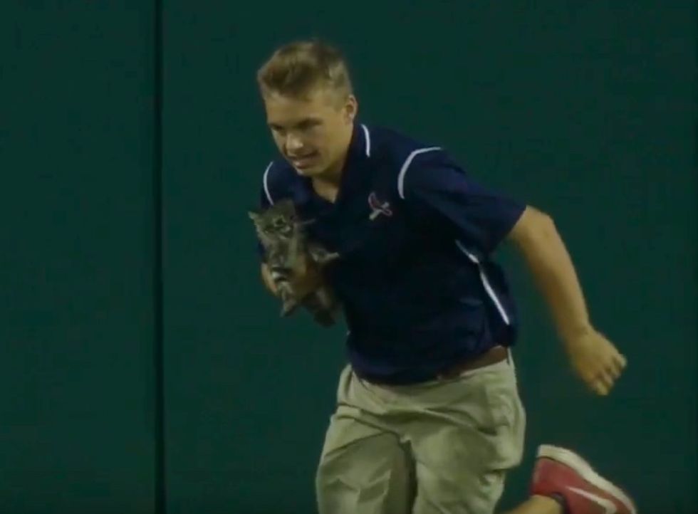 Kitten Who Surprised Baseball Players During Game Is Found with Updates ...