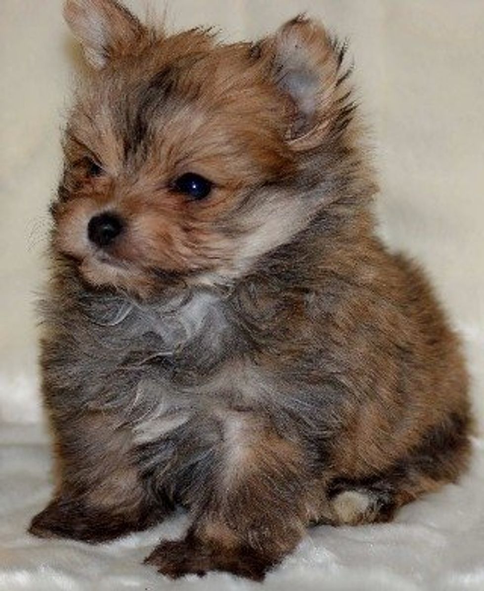 These 16 Adorable Puppy Hybrids Will Absolutely Make Your Day