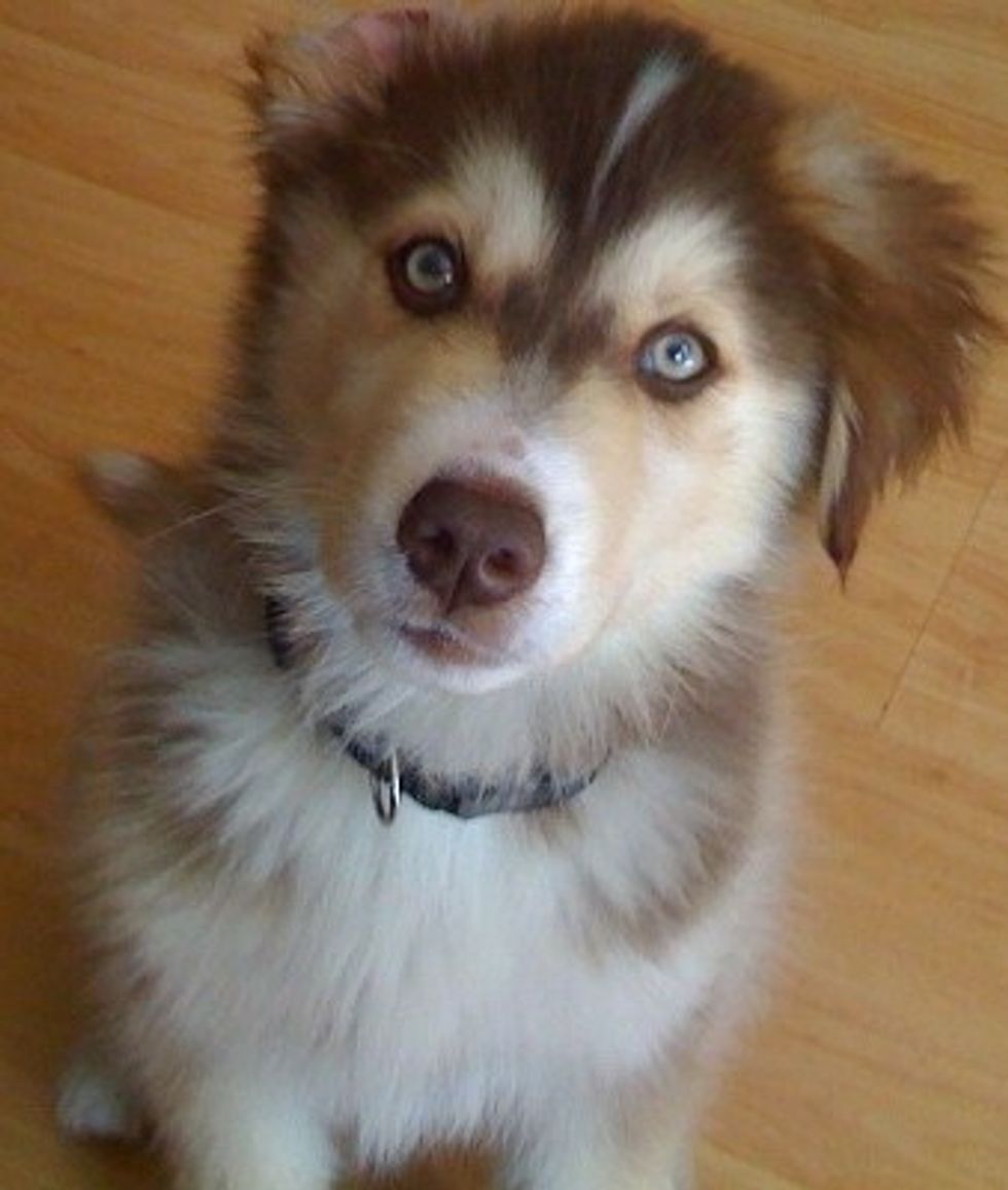10 Crossbred Puppies That Are Too Cute For Life