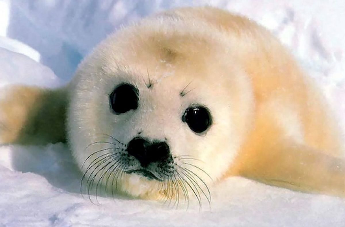 10 Pictures of Cute Animals To Get You Through a Stressful Week