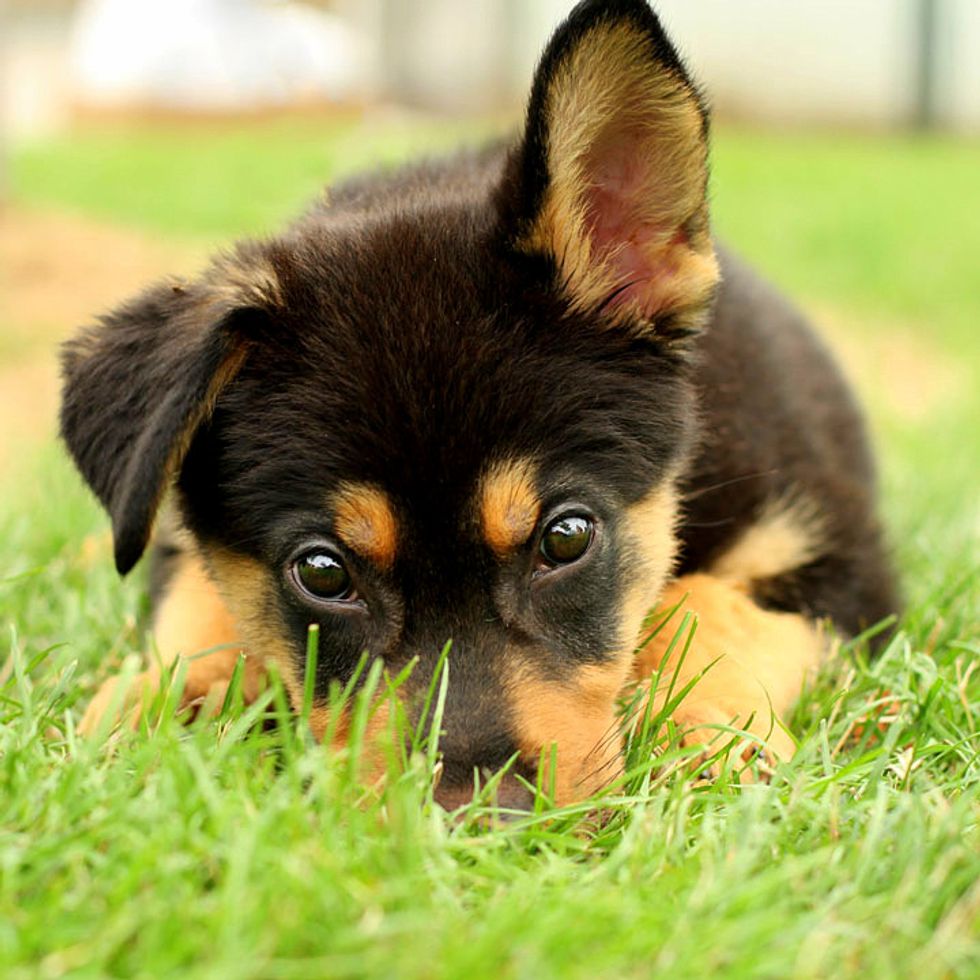 Pictures Of Puppies To Get You Through The Day