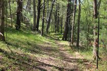 Alexandra Cormier on Odyssey