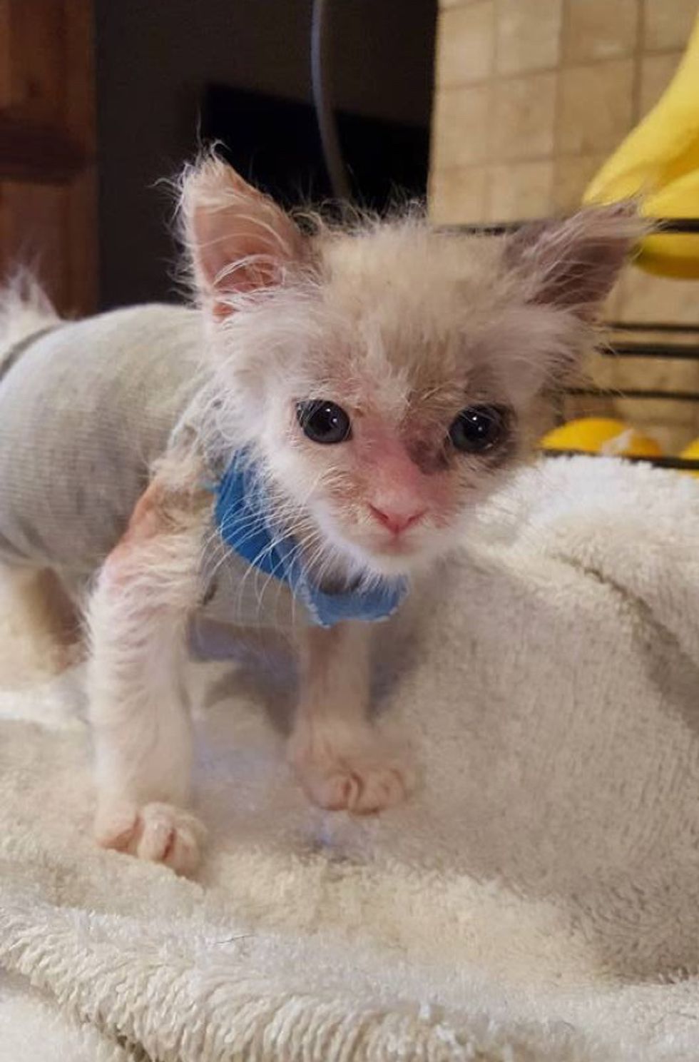 Kitten Covered in Crust Gets Help and Surprises Rescuers With His ...