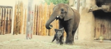 10 Reasons Why Elephants Deserve Our Love
