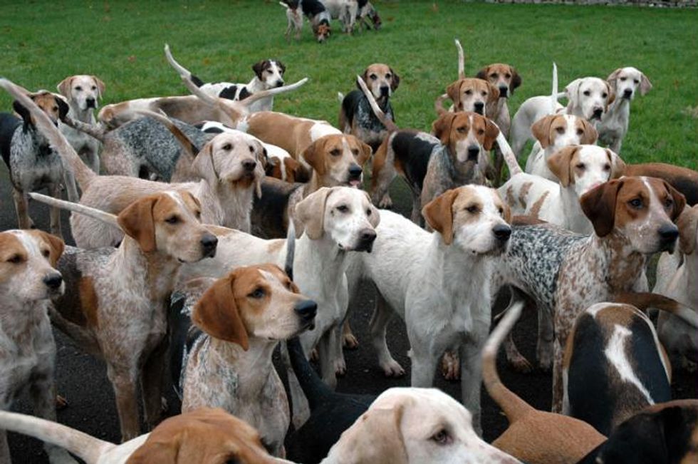 12 Reasons Every Family Needs A Hound