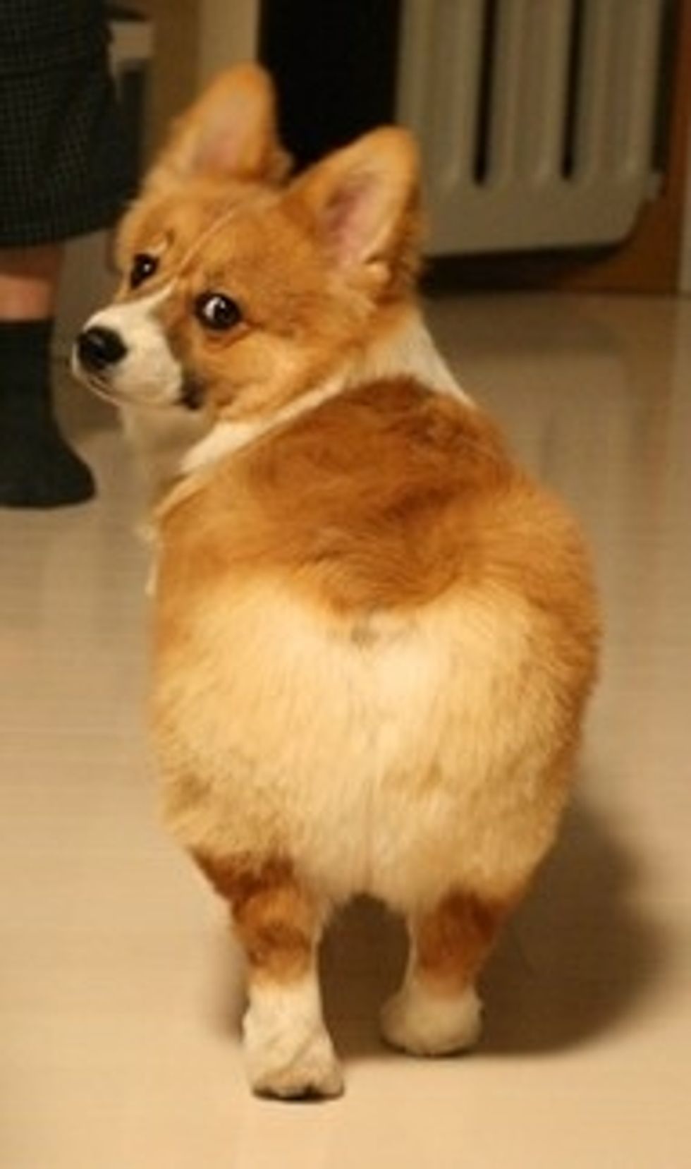 17 Reasons Why Corgis Are Actually The Best